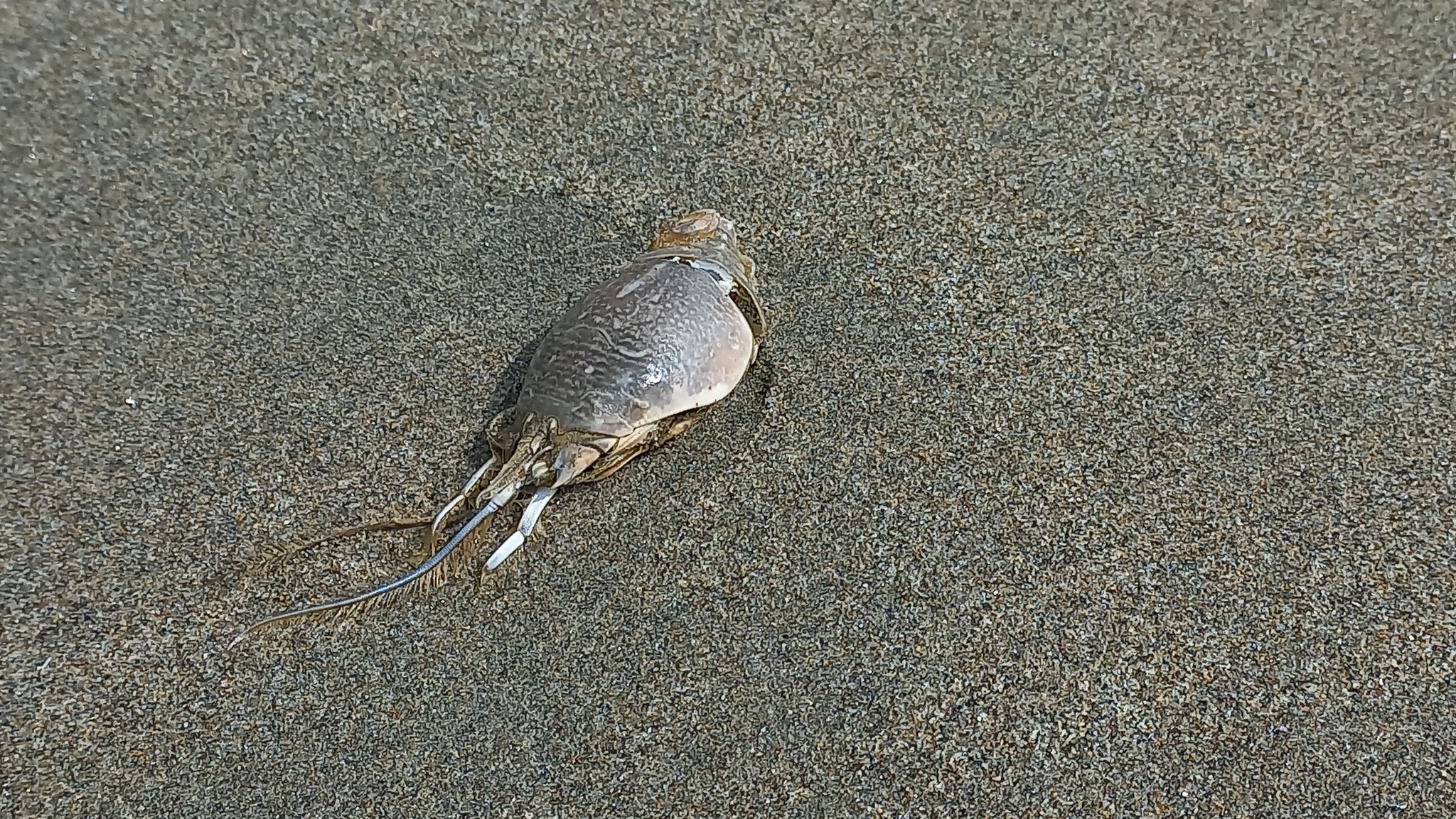 Emerita analoga (Stimpson, 1857)