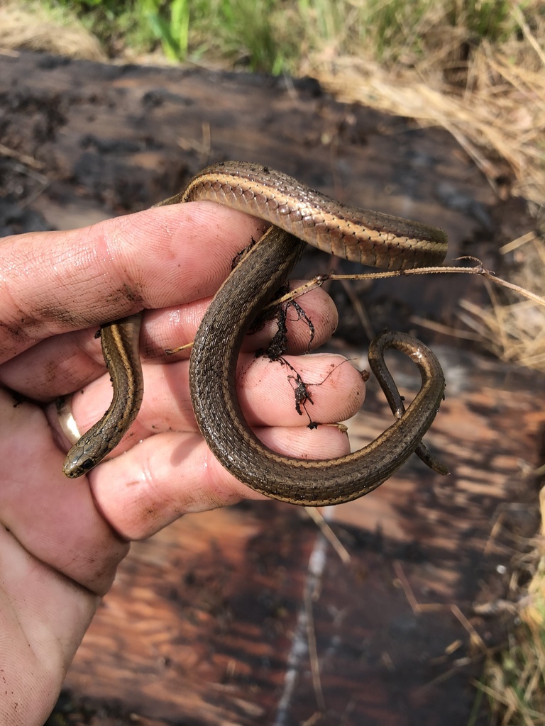Short-headed Garter Snake in May 2020 by smartinbiologist · iNaturalist