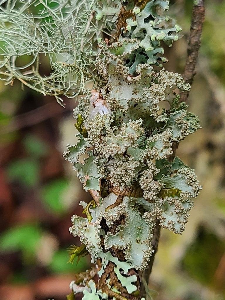 Varied Rag Lichen from HBRA, Lane County, OR, USA on January 22, 2023 ...