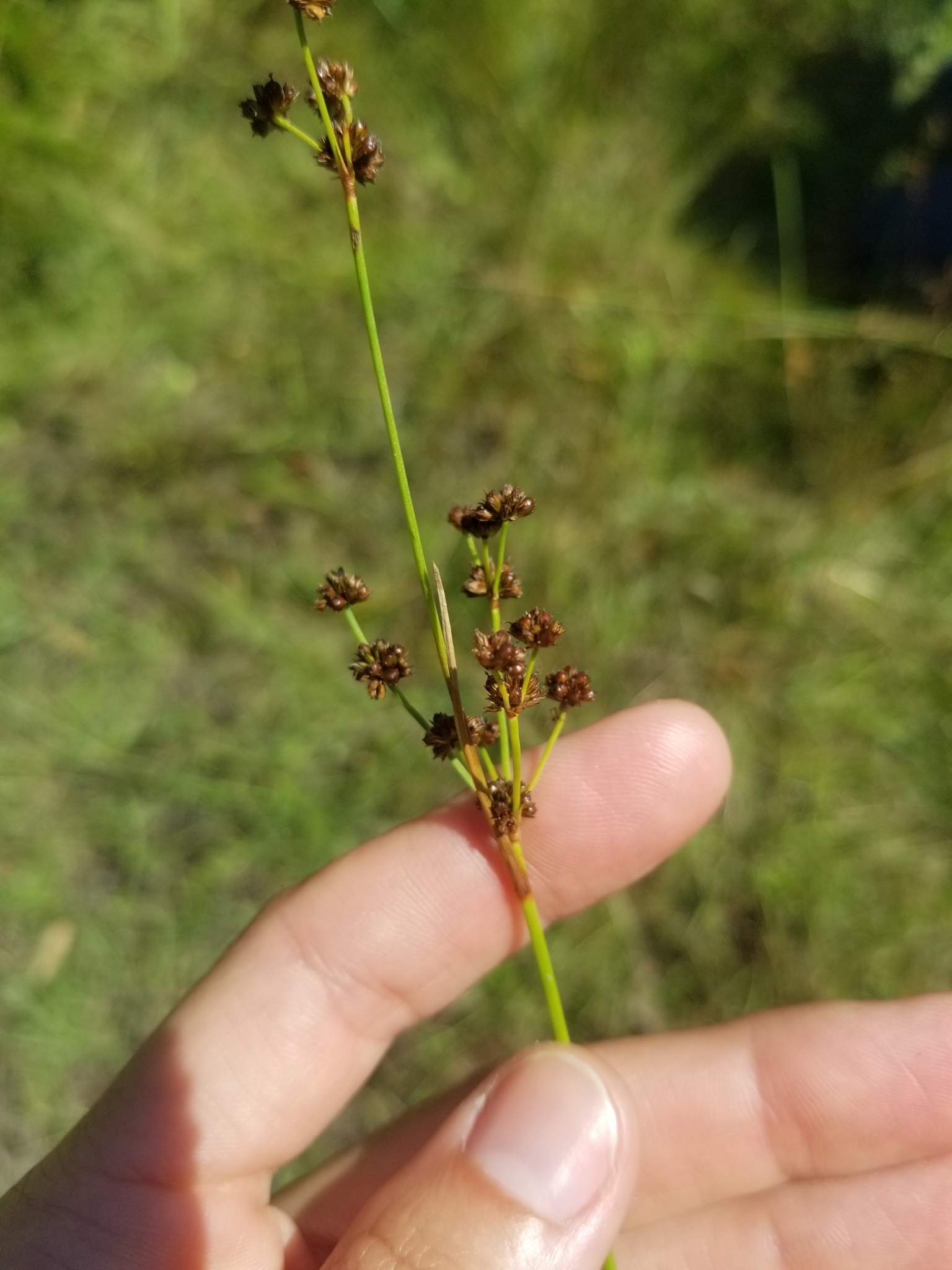 Juncus planifolius R.Br.