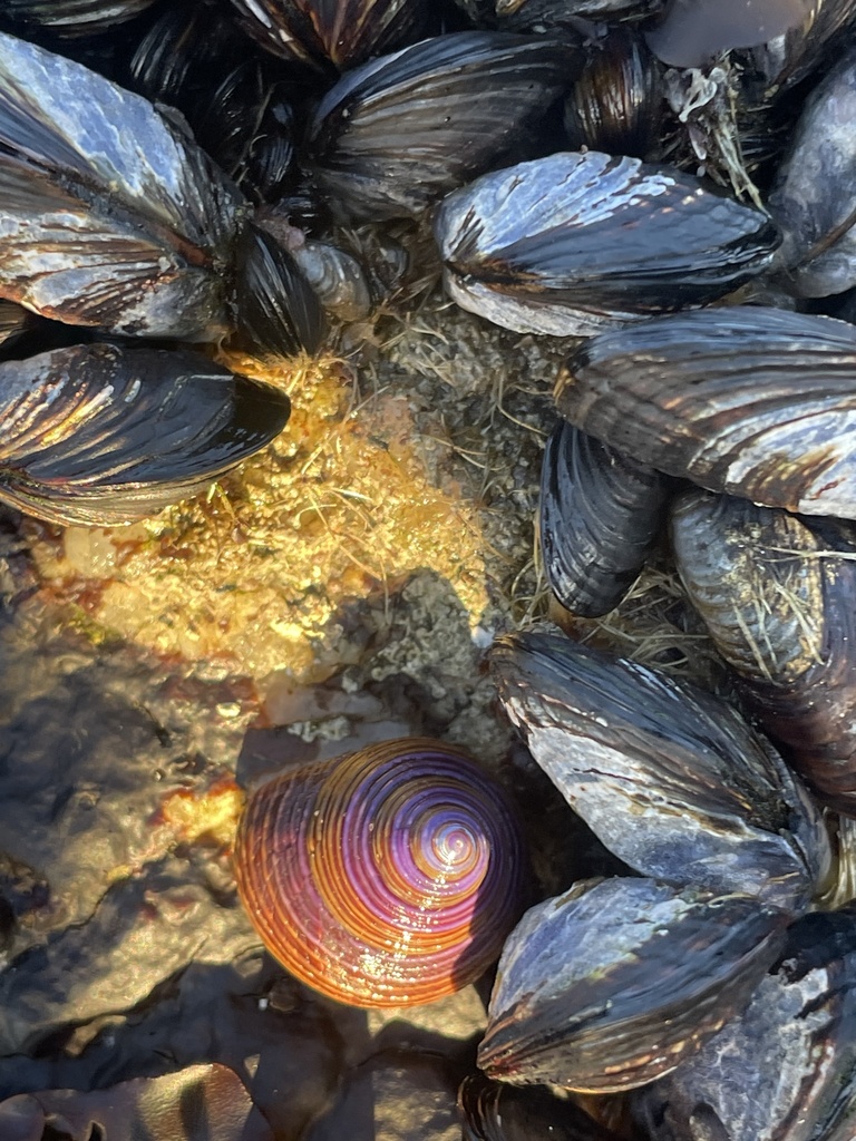 Blue-Ringed Top Snail from North Pacific Ocean, Del Monte Forest, CA ...