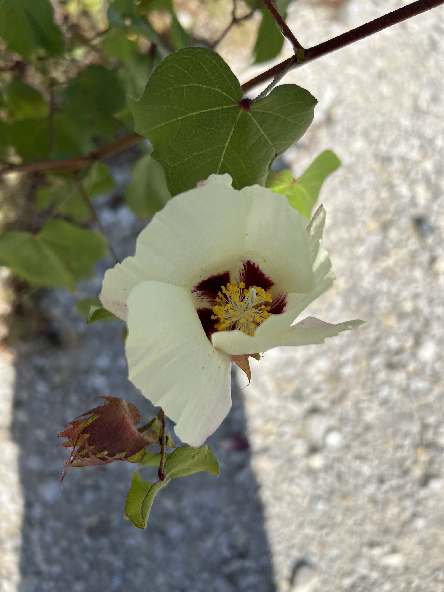 Gossypium hirsutum L.
