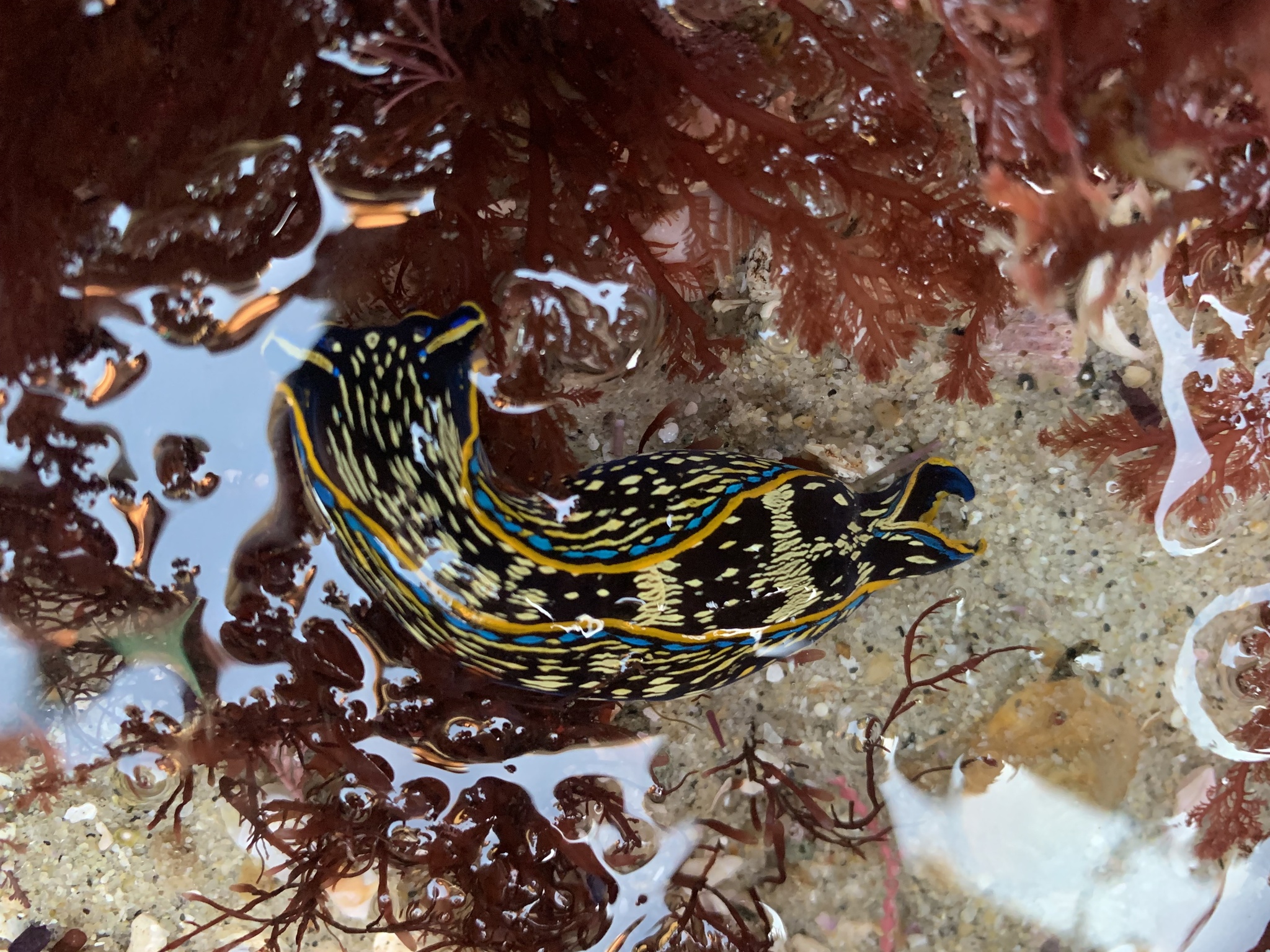 Navanax inermis (J.G.Cooper, 1862)