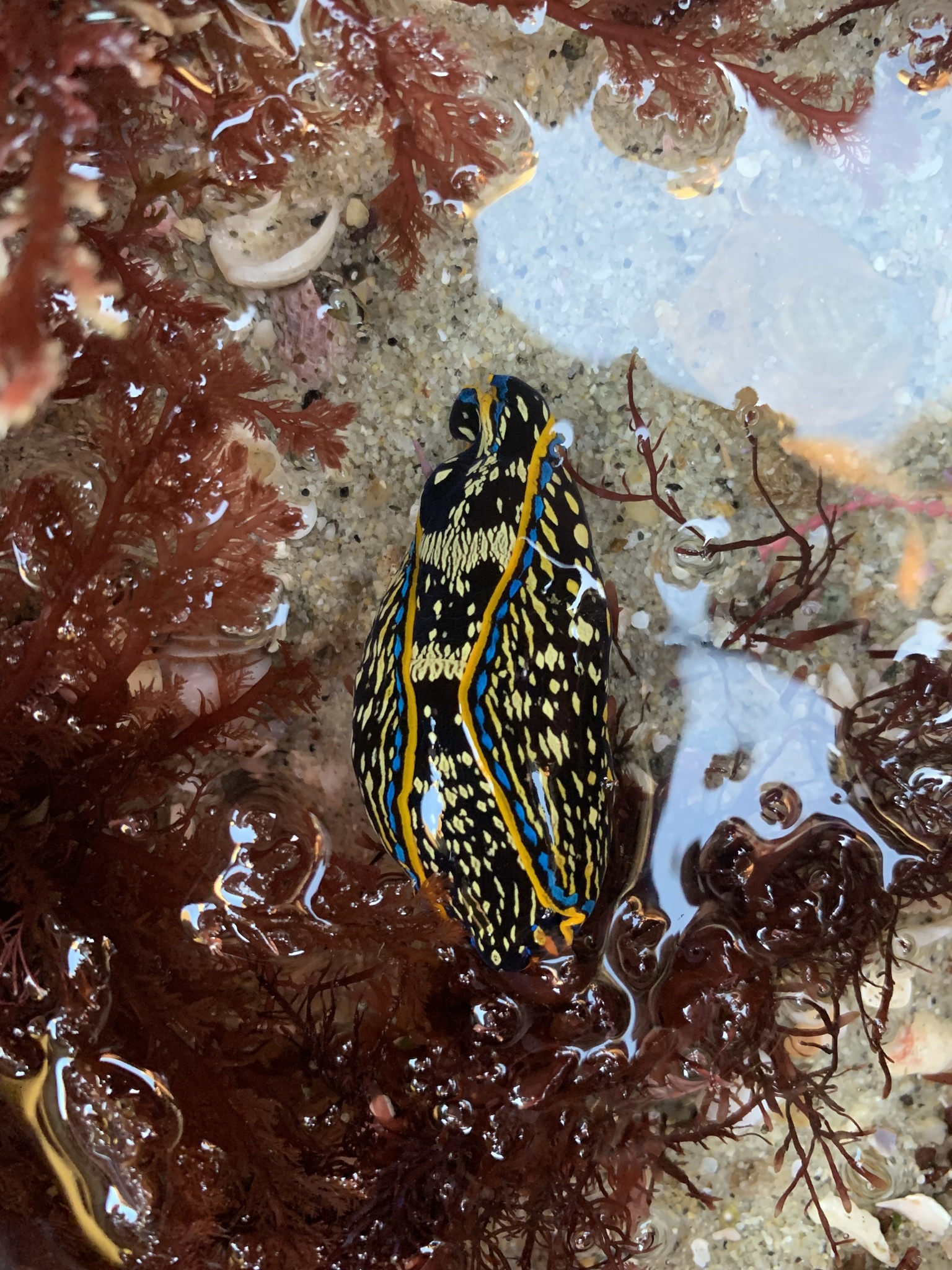 Navanax inermis (J.G.Cooper, 1862)