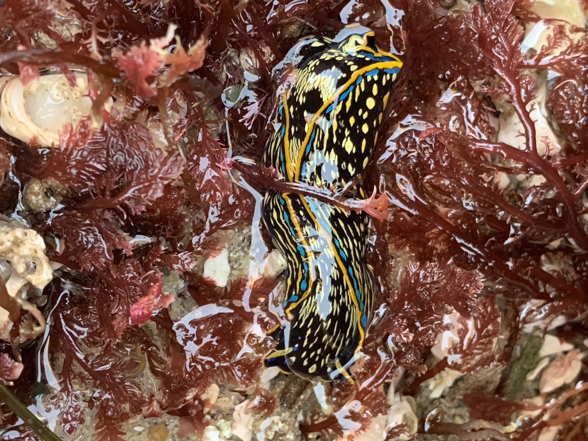 Navanax inermis (J.G.Cooper, 1862)