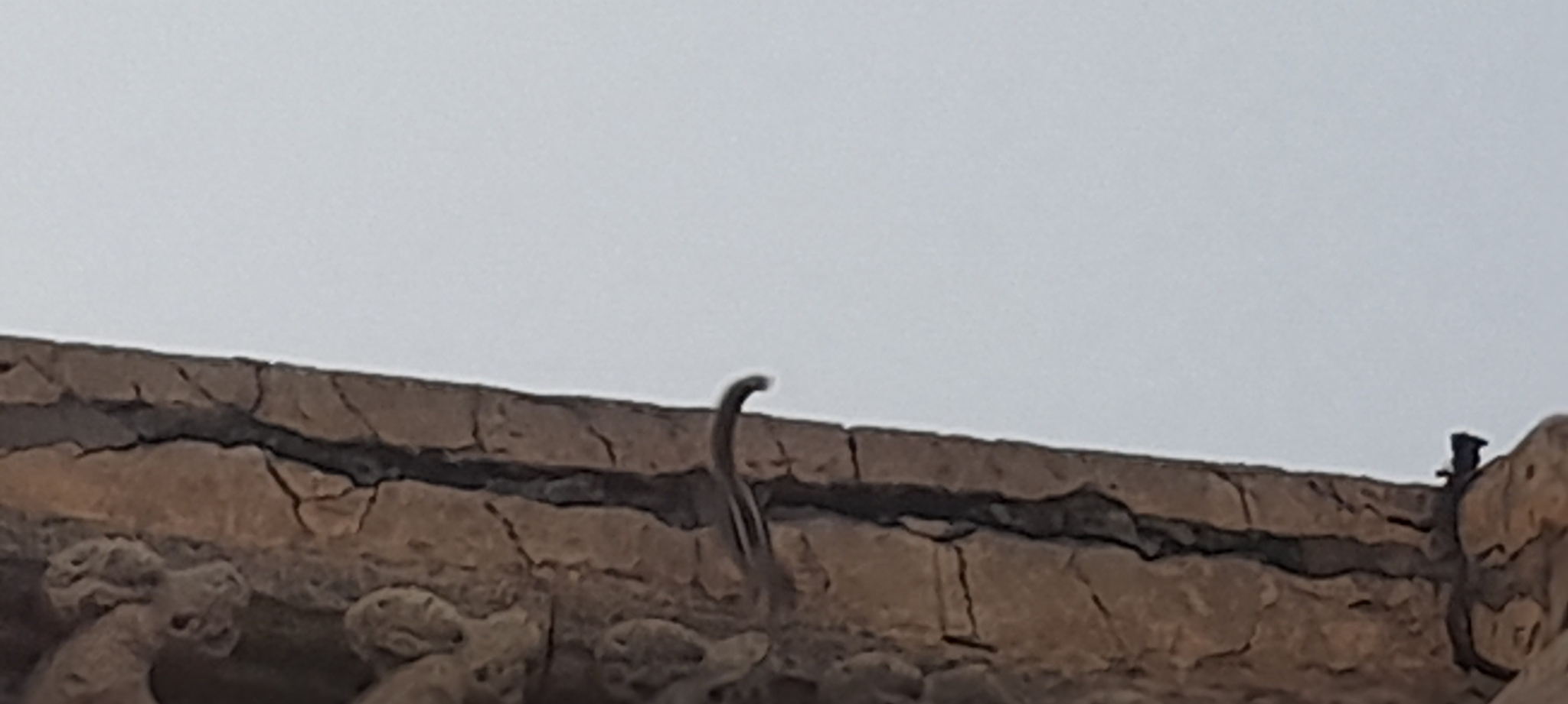 Funambulus Lesson, 1835