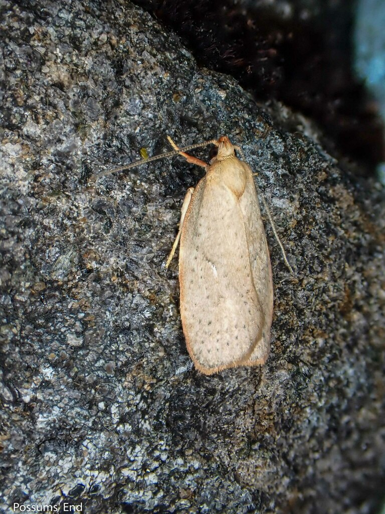 Mountain Beech Flat Moth from Night 3 Southland District, Southland ...