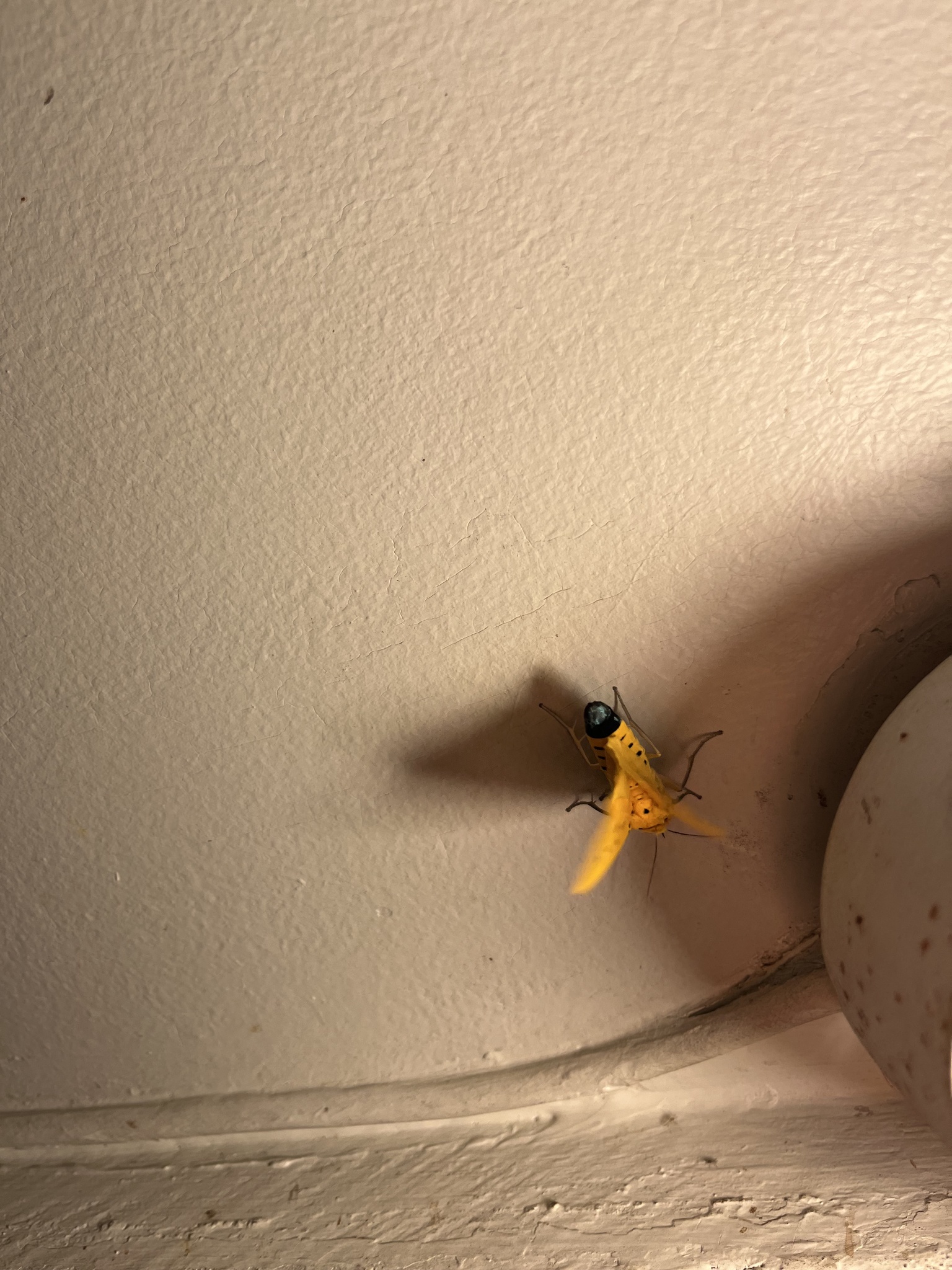 Agape chloropyga (Walker, 1854)