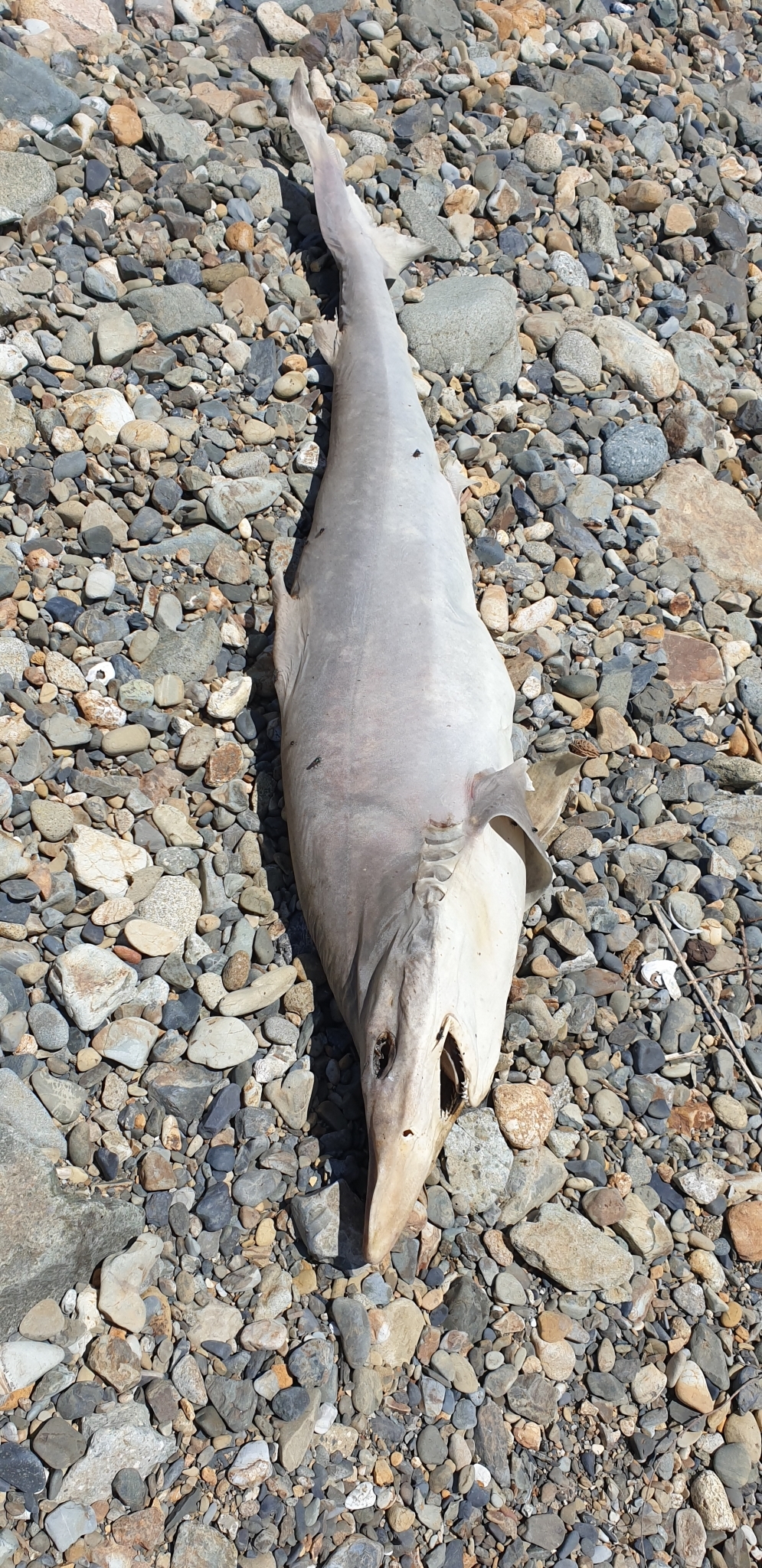 Galeorhinus galeus (Linnaeus, 1758)