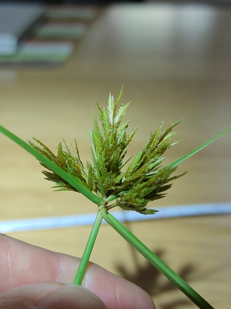 Bunchy flat-sedge from Yengarie QLD 4650, Australia on January 23, 2023 ...