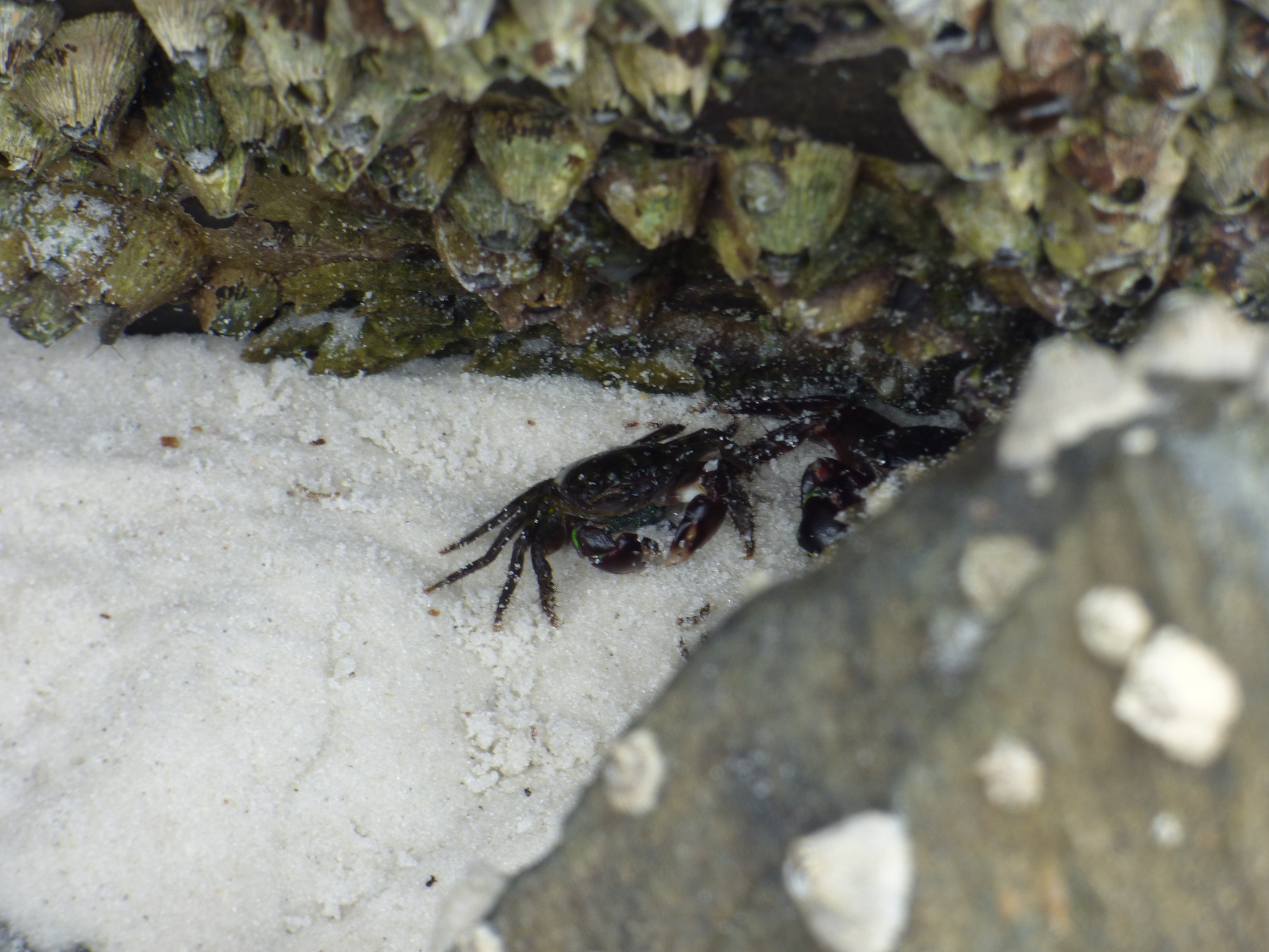 Pachygrapsus transversus (Gibbes, 1850)