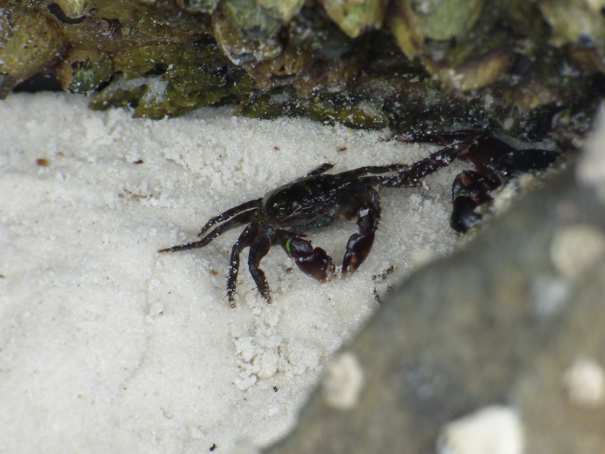 Pachygrapsus transversus (Gibbes, 1850)