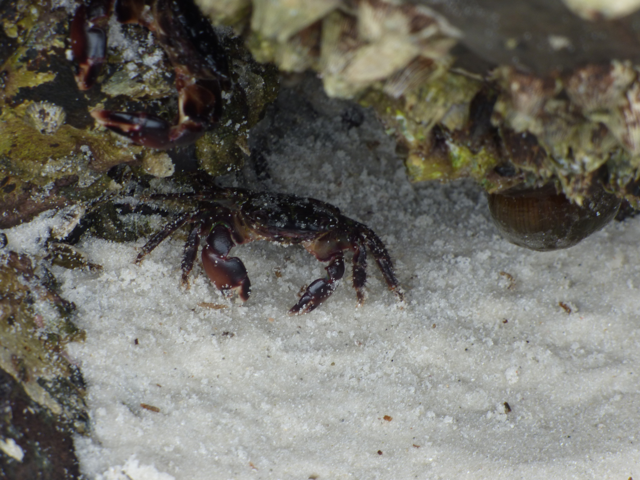 Pachygrapsus transversus (Gibbes, 1850)