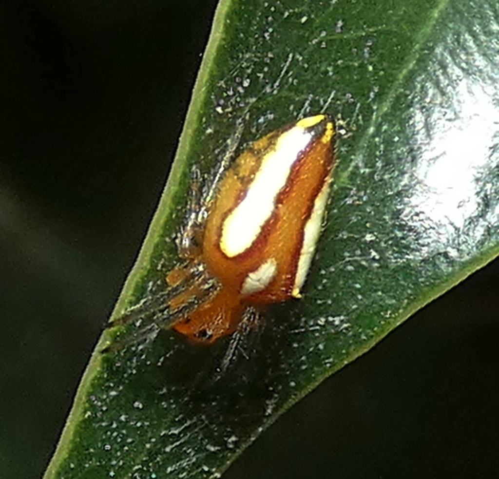 Alpaida bicornuta from Zona rural de Paudalho - Pernambuco on January ...