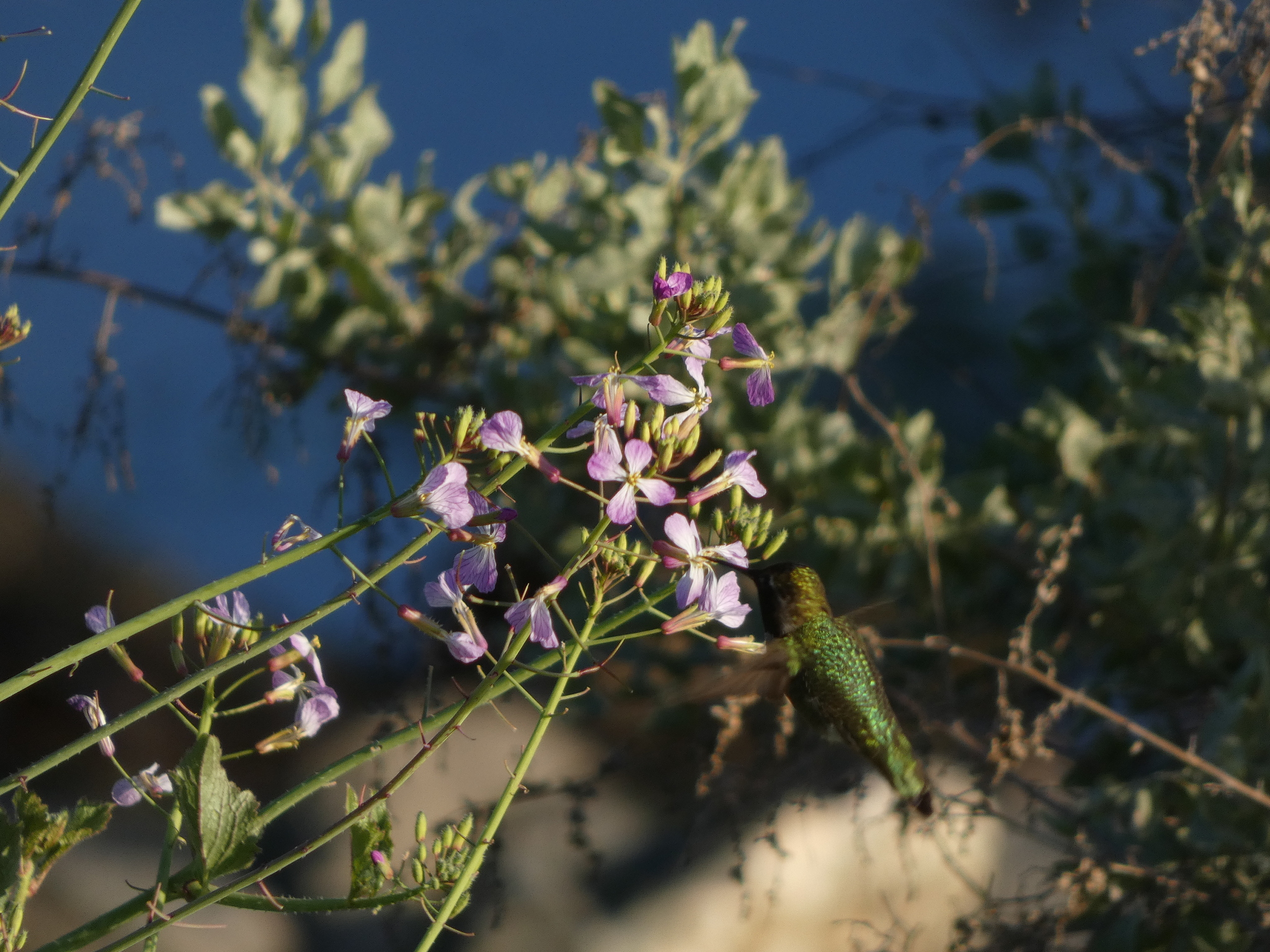 Raphanus sativus L.