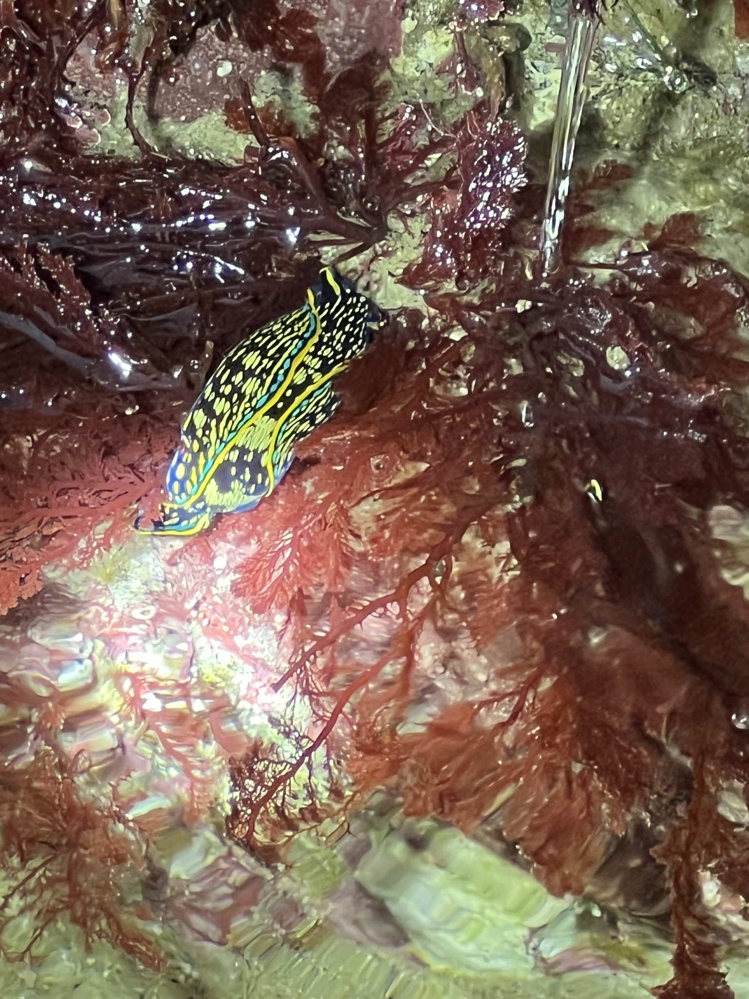 Navanax inermis (J.G.Cooper, 1862)