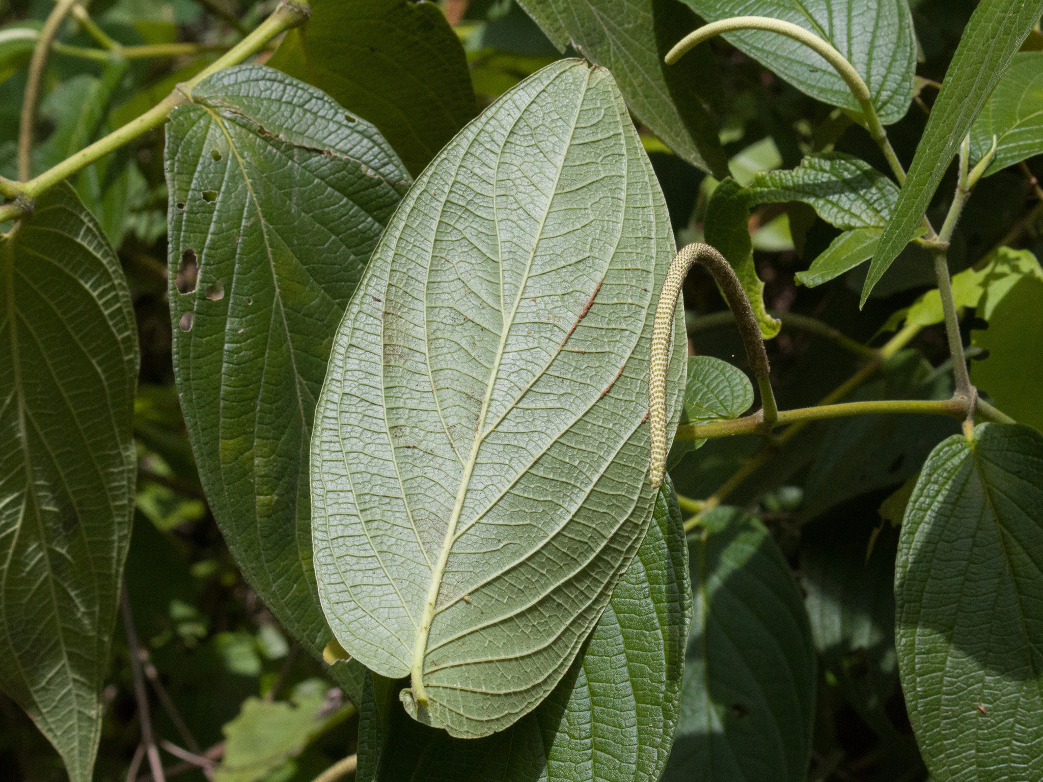 Piper aduncum L.