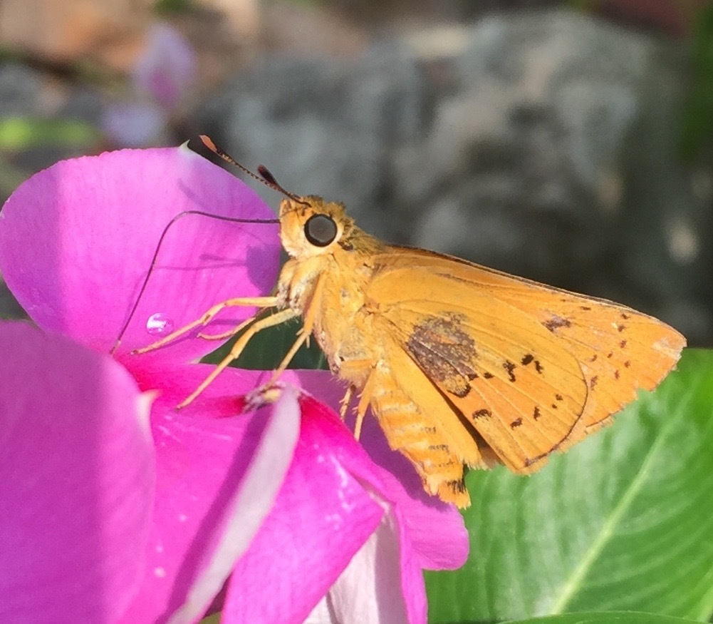Yellow Palm Dart (Butterflies of Negeri Sembilan (Malaysia)) · iNaturalist