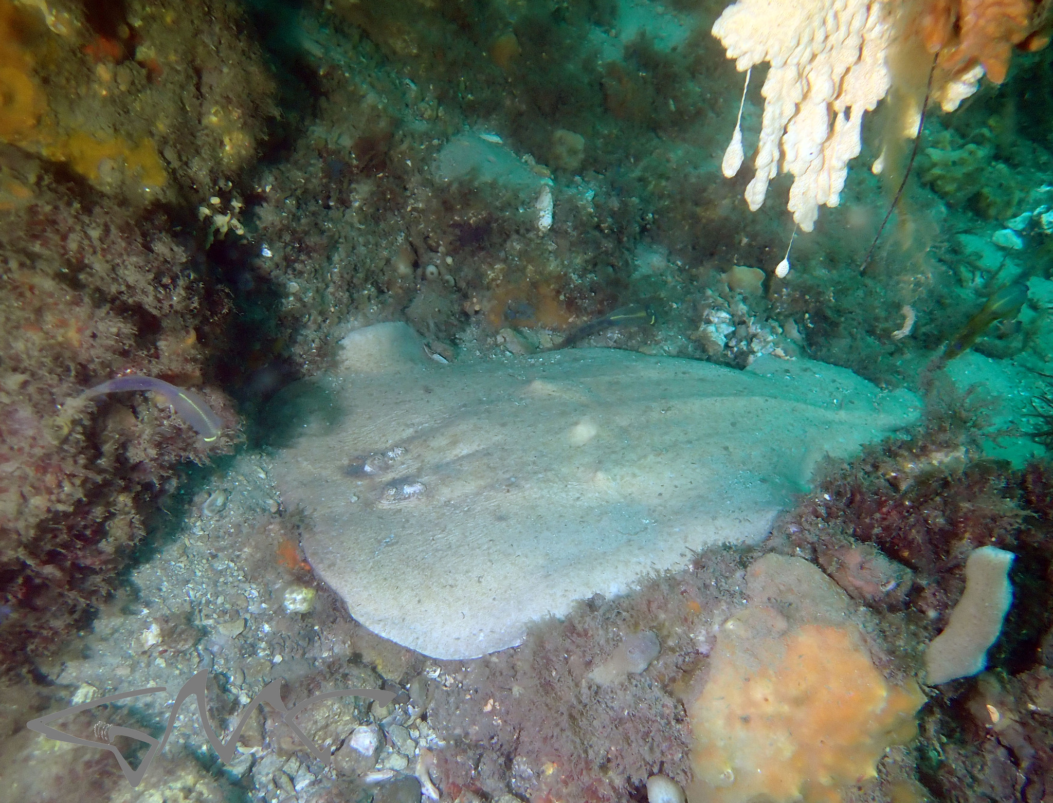 Torpediniformes