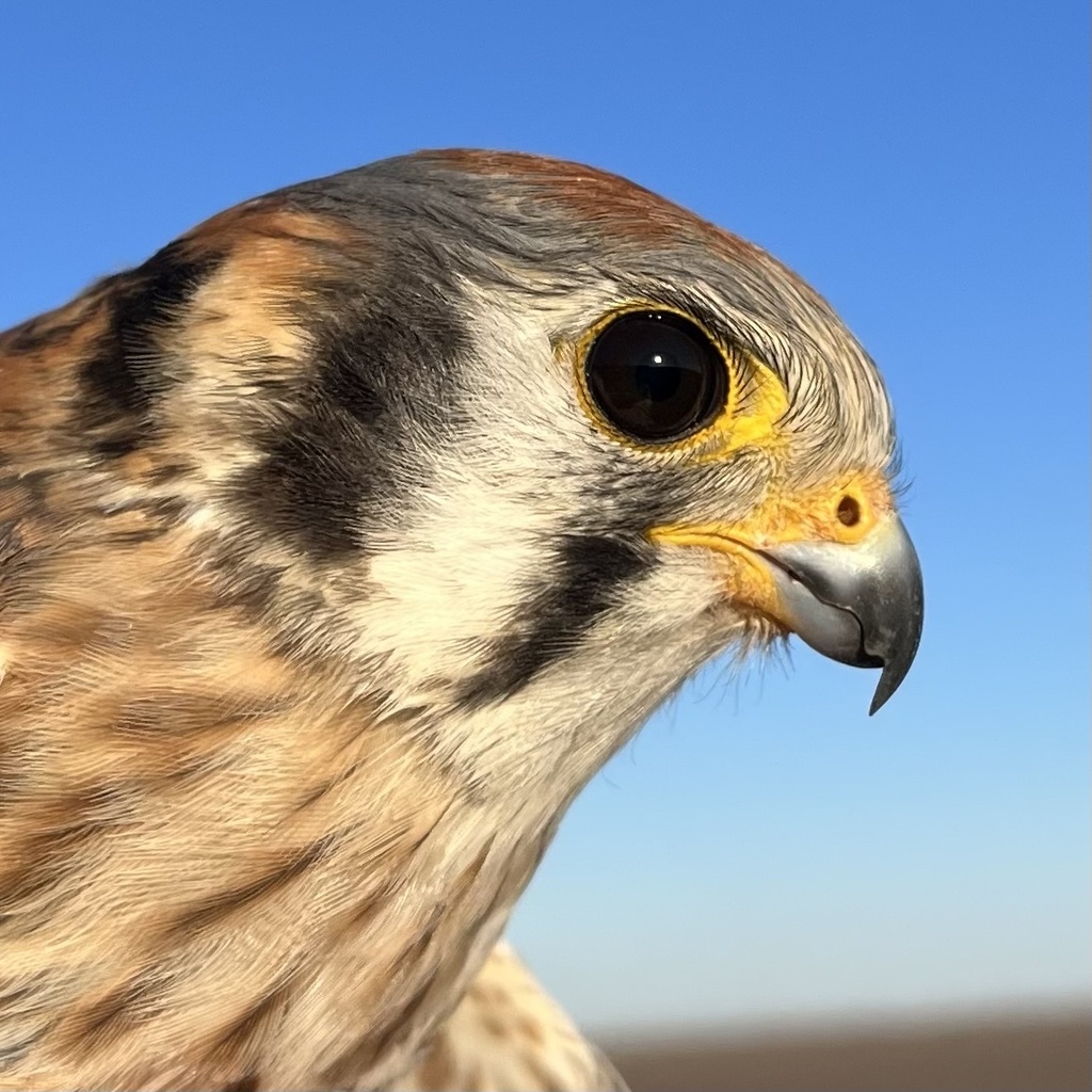 American Kestrel from CR 91, Bishop, TX, US on January 22, 2023 at 05: ...
