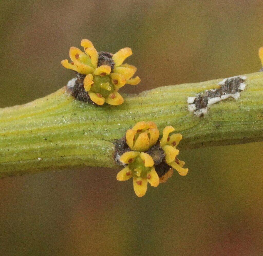 (Exocarpos capnodioides) - Botanical Realm