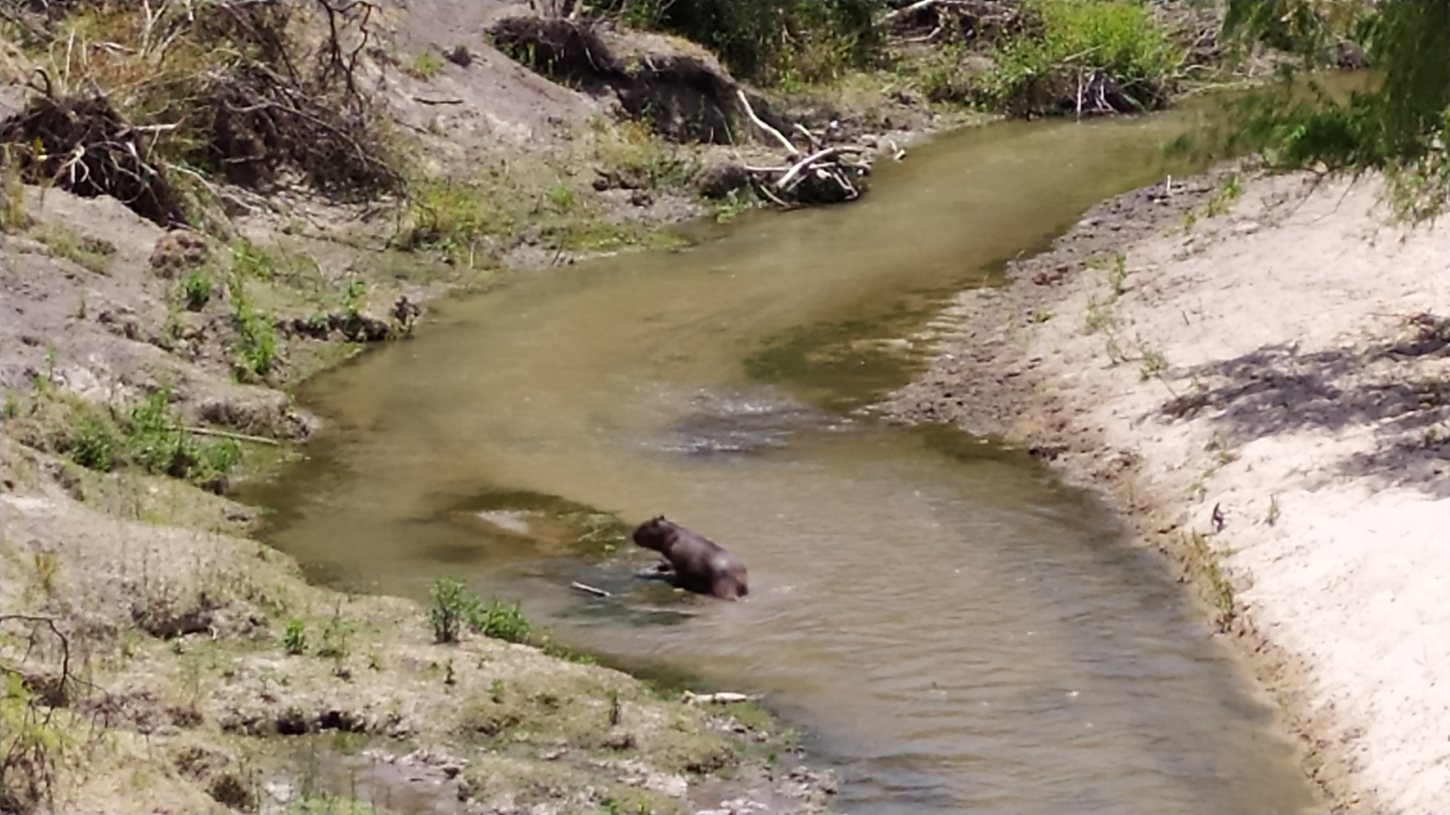 Hydrochoerus hydrochaeris (Linnaeus, 1766)