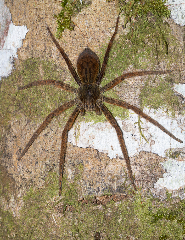 Red-legged Banana Spider from Provincia de Puntarenas, Costa Rica on ...