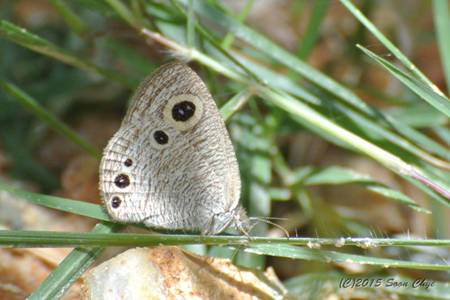 Common Four-ring (Butterflies of Negeri Sembilan (Malaysia)) · iNaturalist