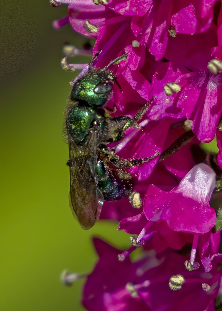 Melanosmia from 6 miles SE of Meeker, Rio Blanco County, CO, USA on ...