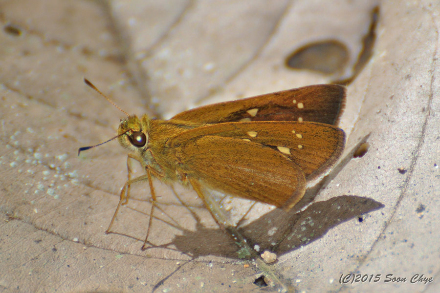 Conjoined Swift (Butterflies of Negeri Sembilan (Malaysia)) · iNaturalist