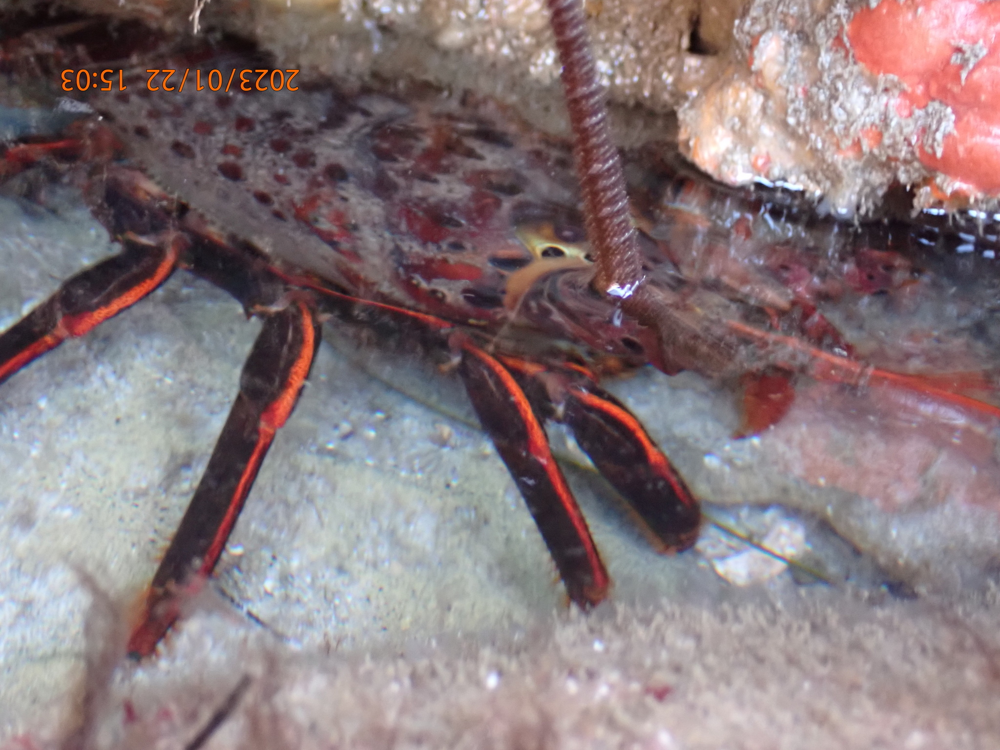 Panulirus interruptus (J.W.Randall, 1840)