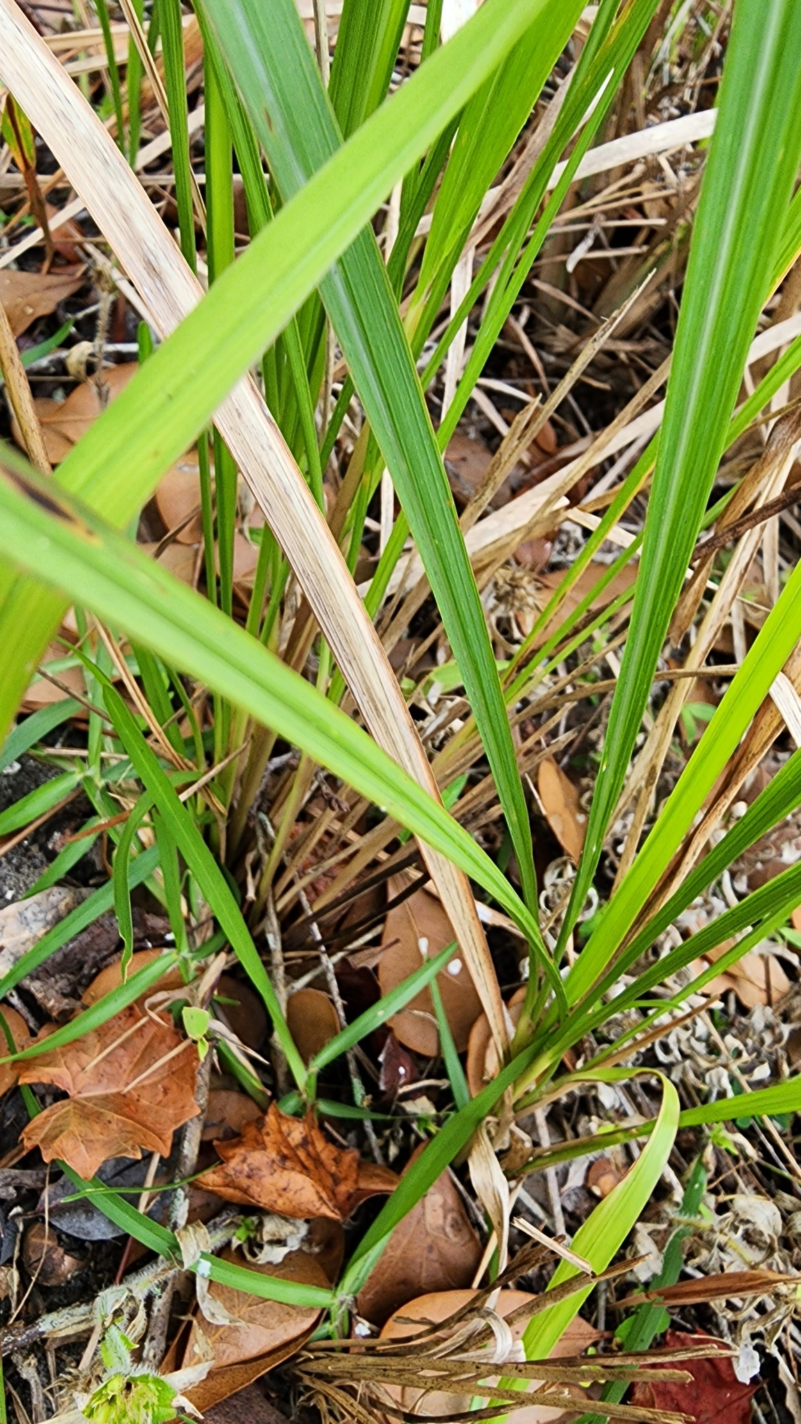 Imperata cylindrica (L.) P.Beauv.