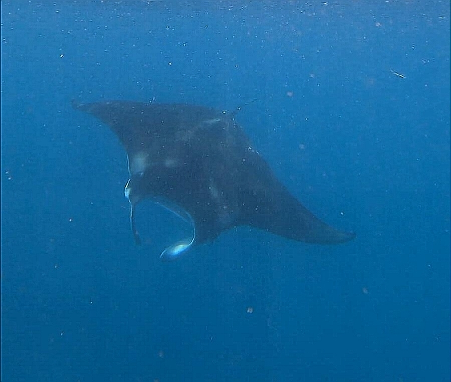 Reef Manta Ray from Heron Island, QLD 4805, Australia on January 23 ...