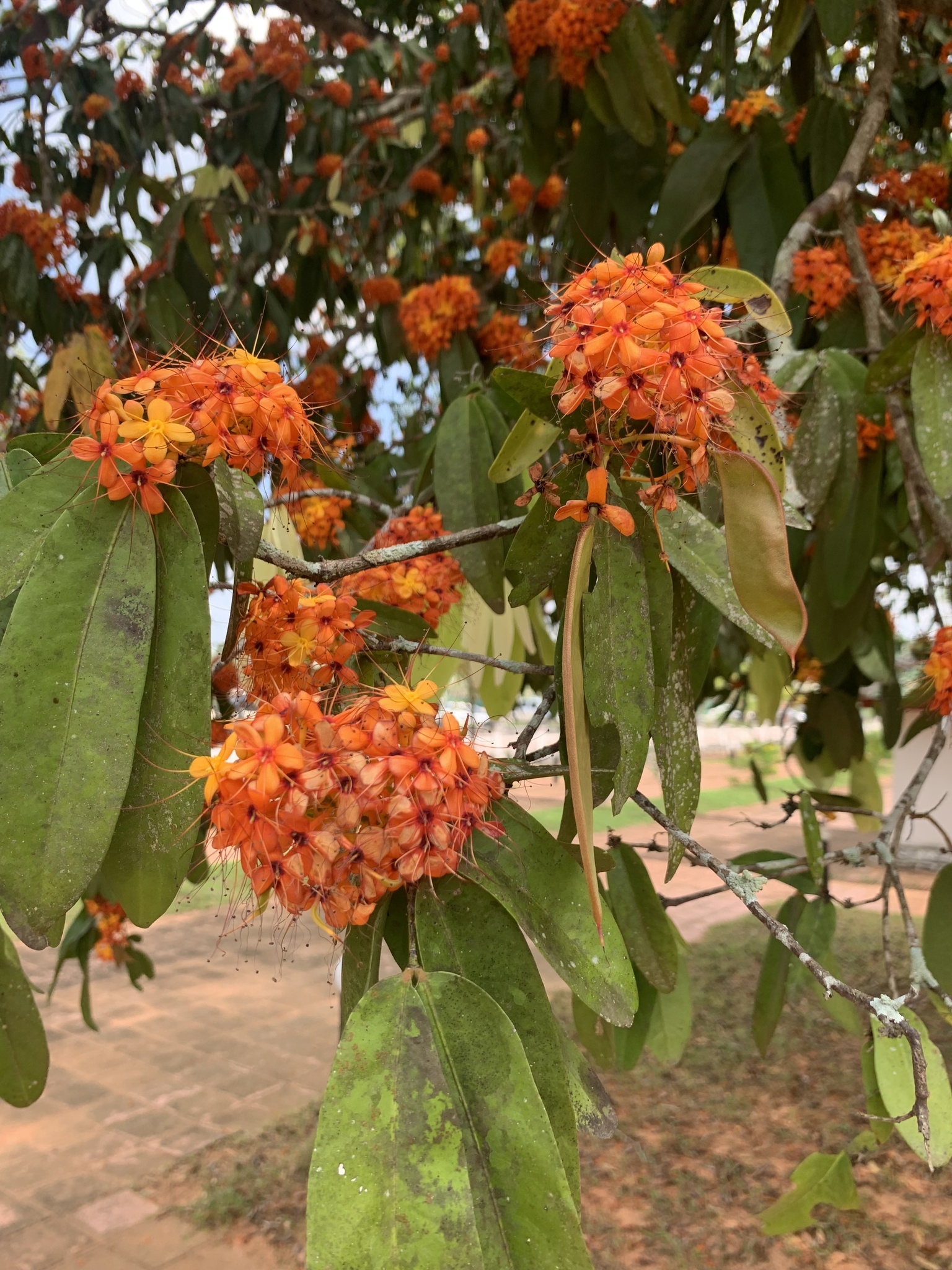 Saraca asoca (Roxb.) W.J.de Wilde