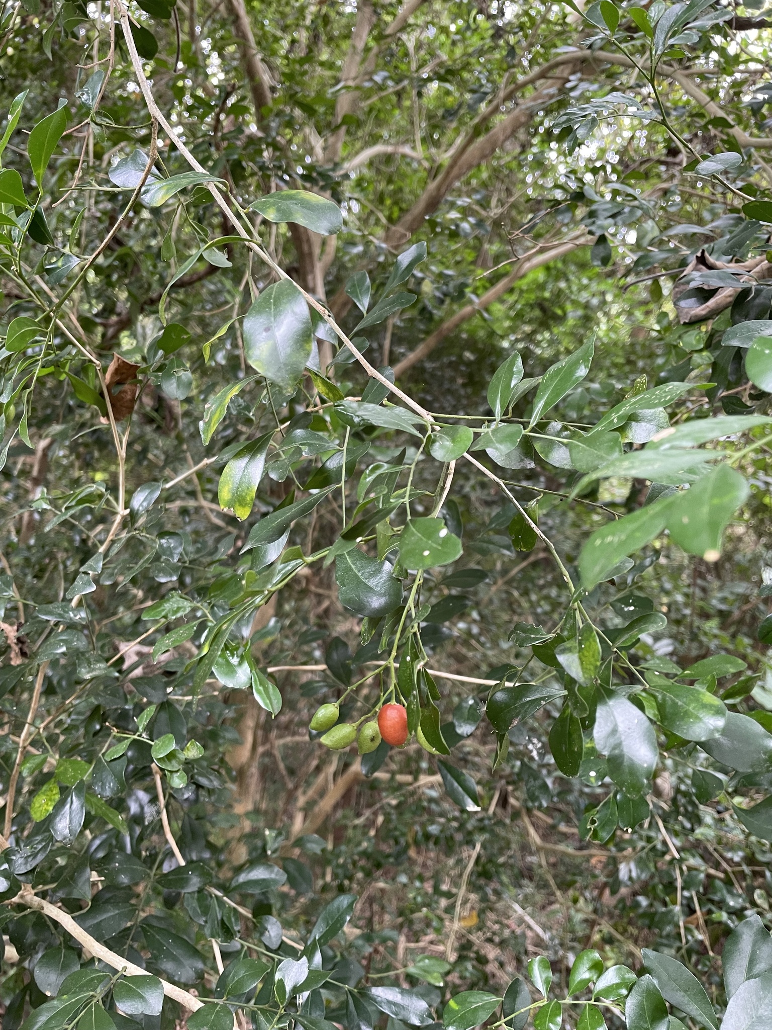 Murraya J.Koenig ex L.