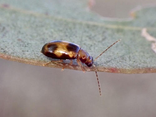 Monolepta arida · iNaturalist