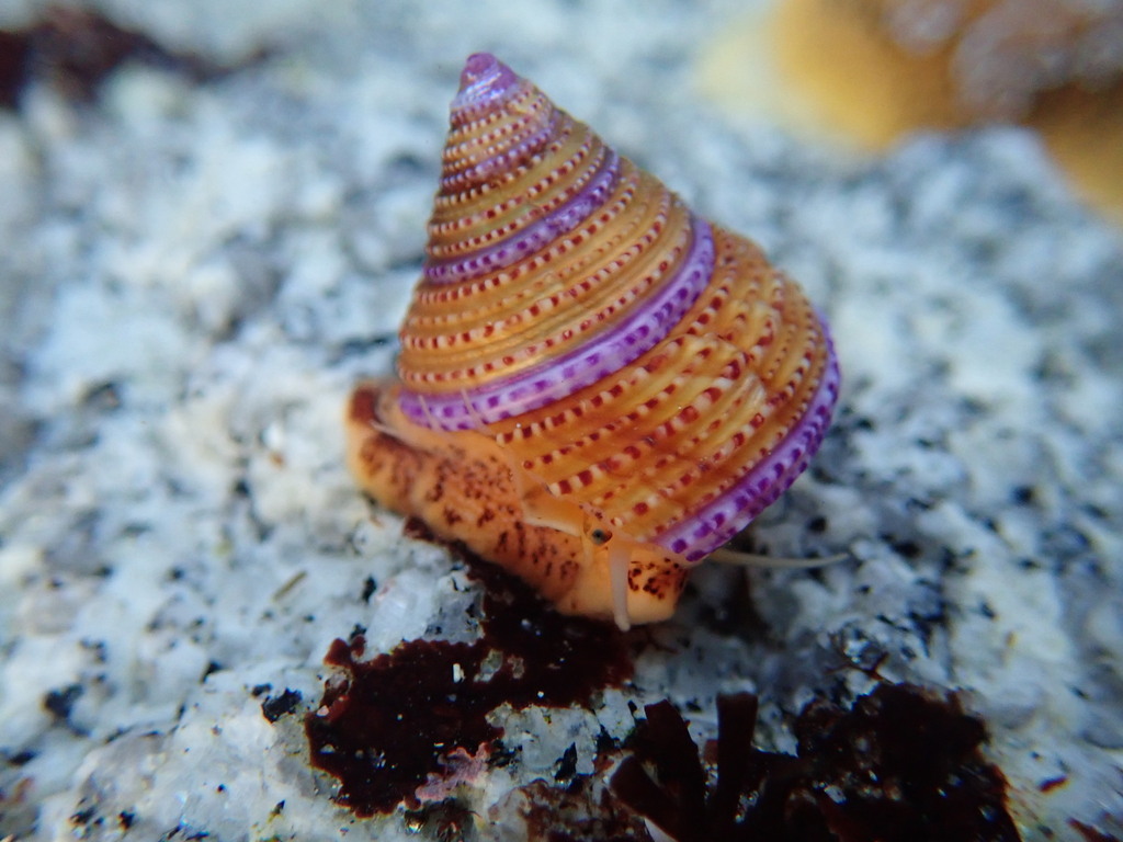 Jeweled Top Snail from Pacific Grove, CA, USA on January 21, 2023 at 04 ...