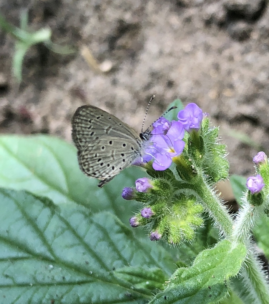 Tiny Grass Blue from Norman St, East Brisbane, QLD, AU on January 23 ...