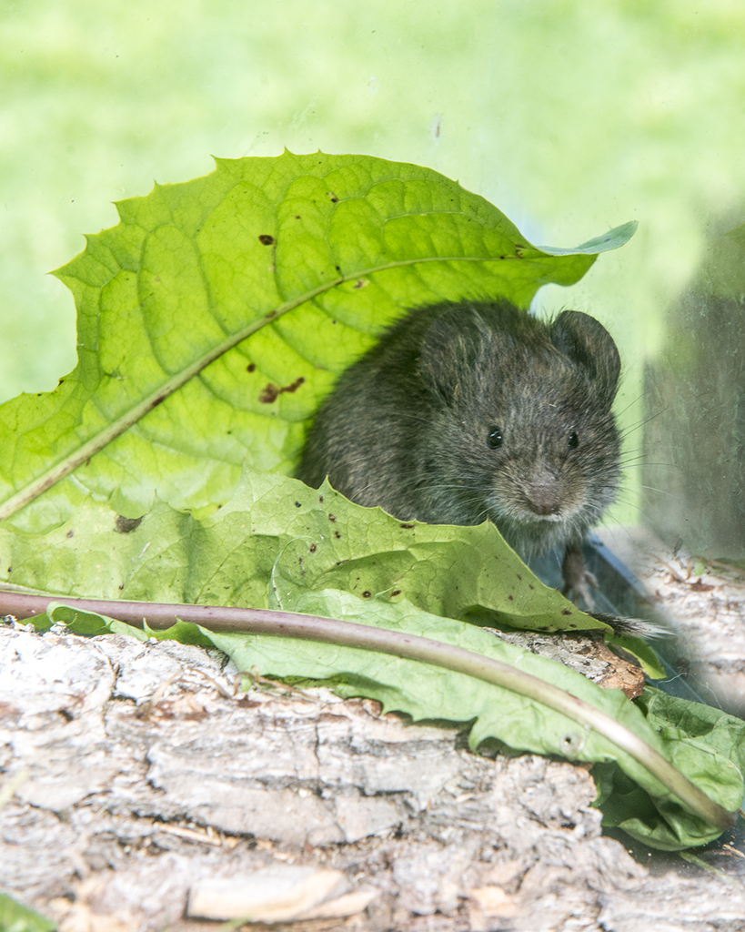 Western Meadow Vole from Central Kootenay, BC, Canada on September 8 ...