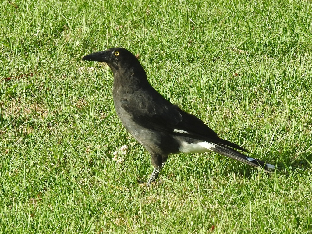 Pied Currawong from Stockyard Creek, Foster VIC 3960, Australia on ...