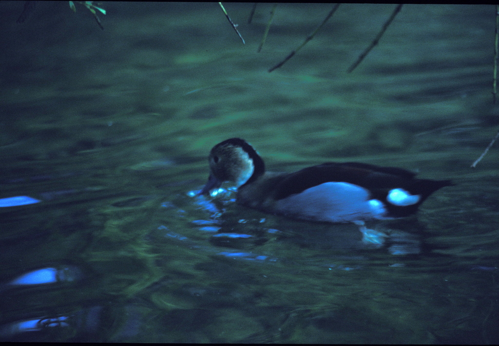 Ringed Teal from St Gallen, Switzerland on September 28, 1996 by ...