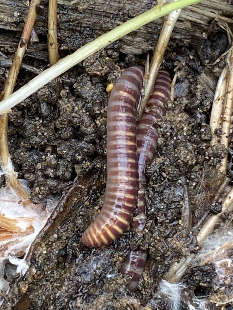 Redworm from Presidio, San Francisco, CA, US on January 15, 2023 at 01: ...