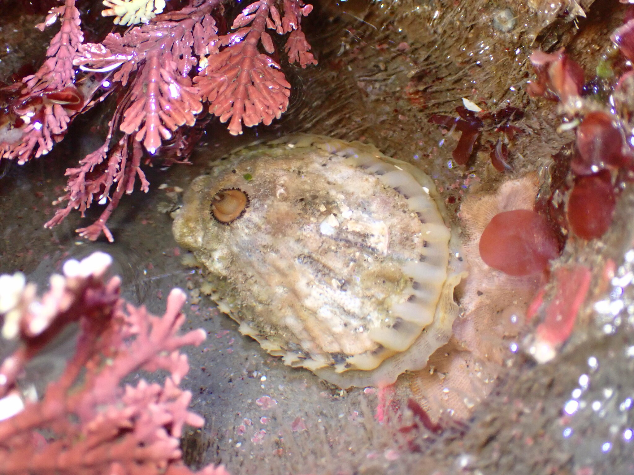 Diodora aspera (Rathke, 1833)