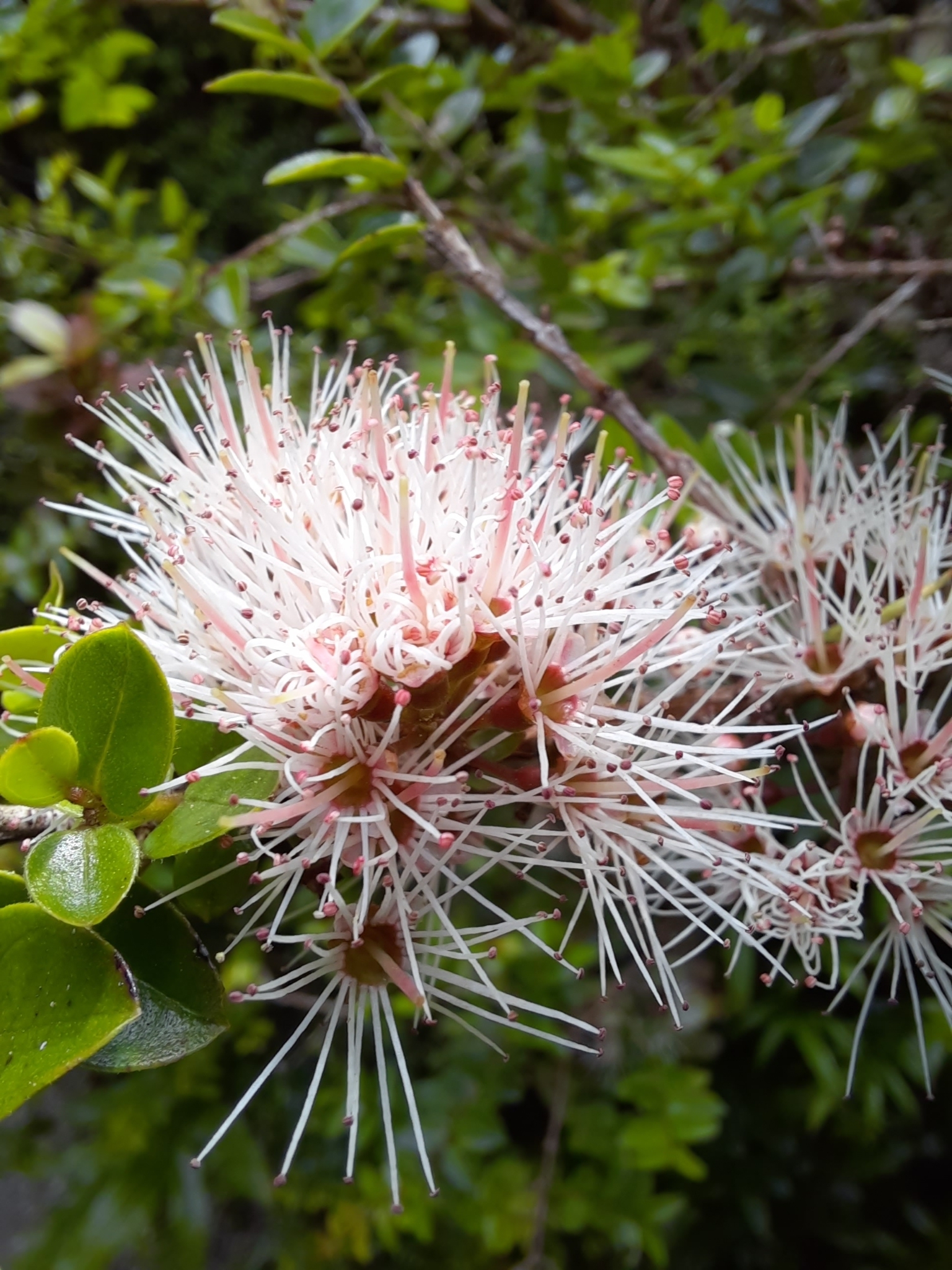 Metrosideros diffusa (G.Forst.) Sm.