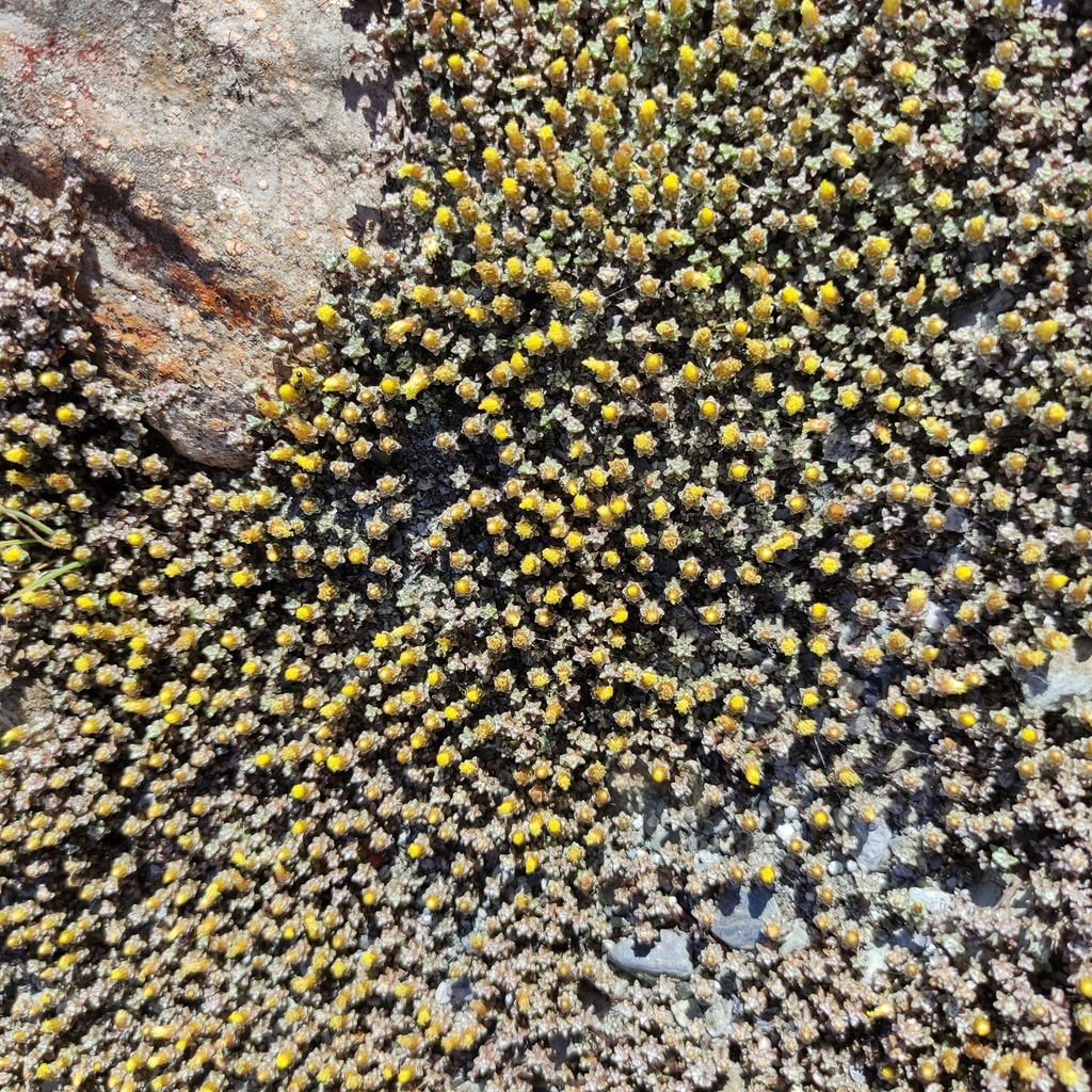 Scabweed mat daisy from Conservation Area - Styx River, NZ-WC-WL, NZ-WC ...
