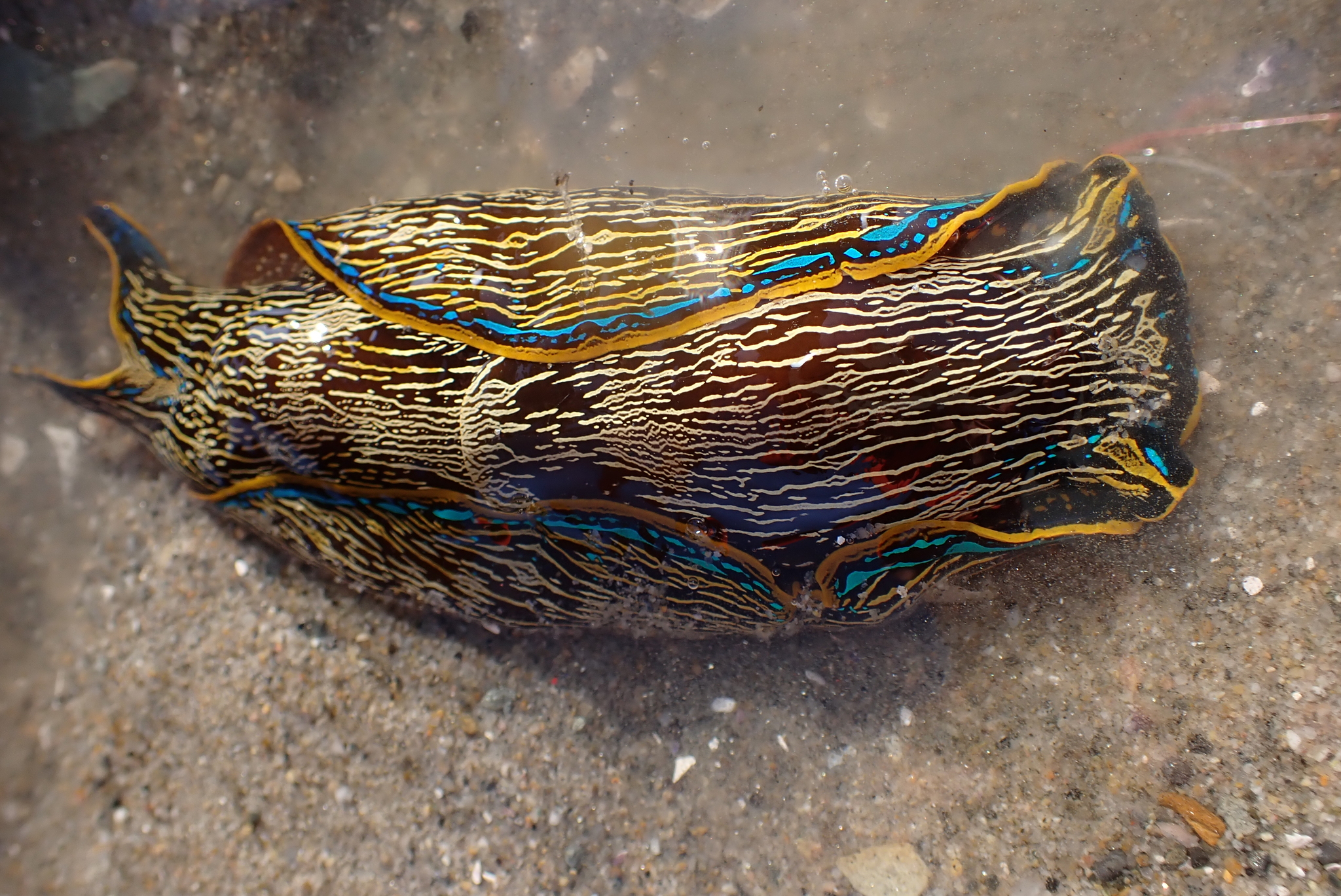 Navanax inermis (J.G.Cooper, 1862)