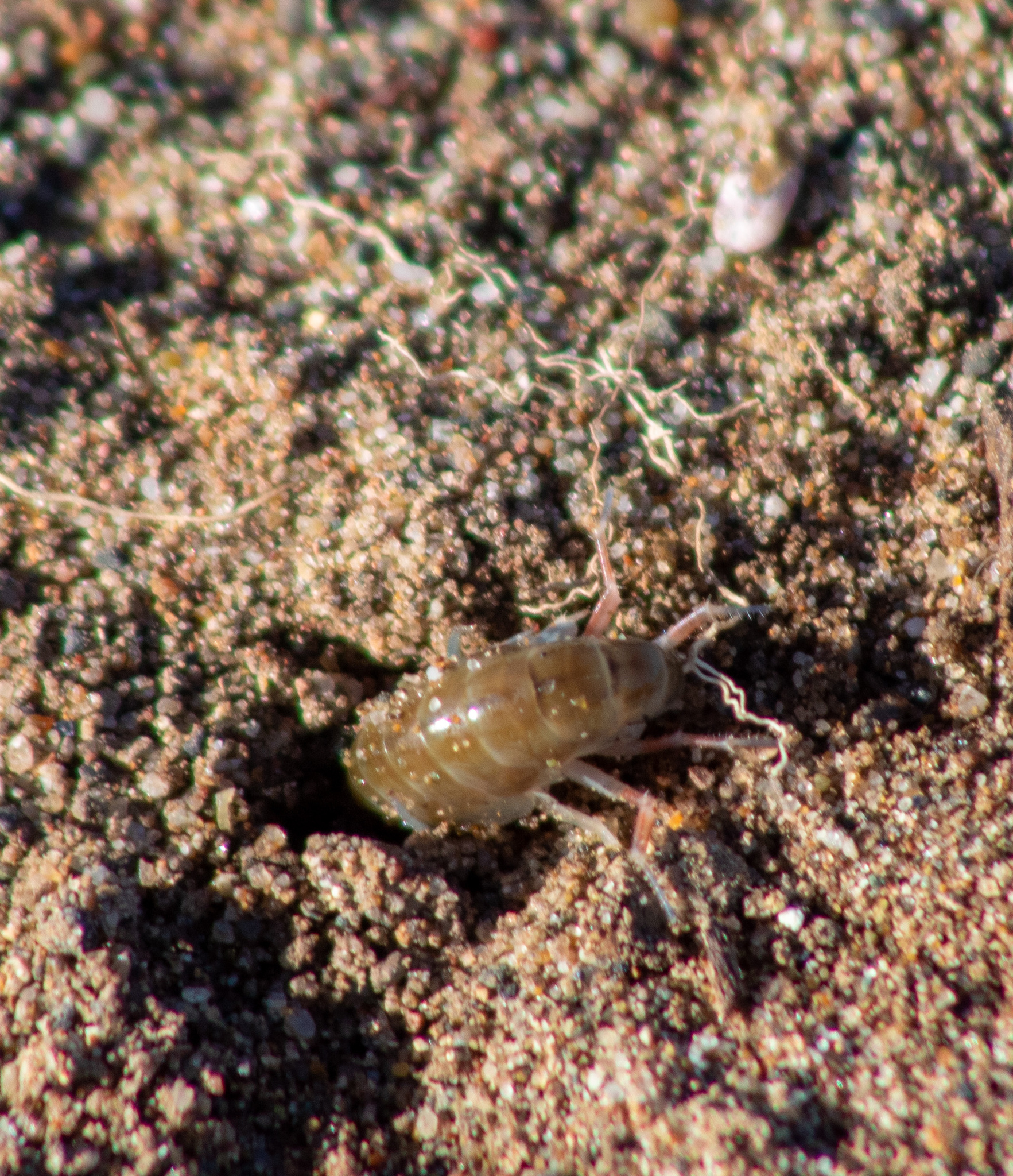 Amphipoda