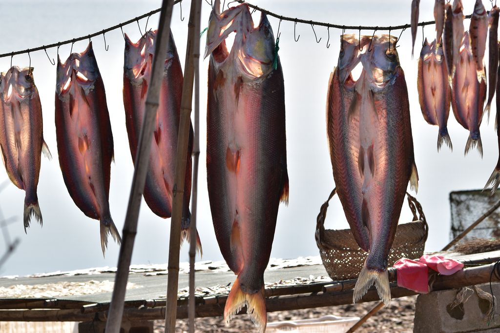 Kanyu from 中国安徽省宣城市宣州区 on January 08, 2023 at 12:03 PM by 龙栩川 · iNaturalist