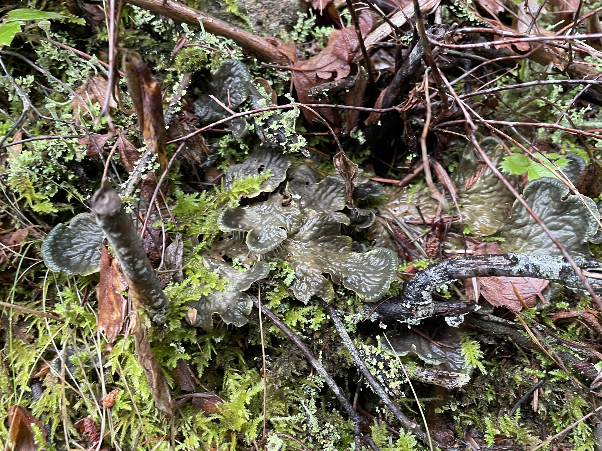 Peltigera membranacea (Ach.) Nyl.