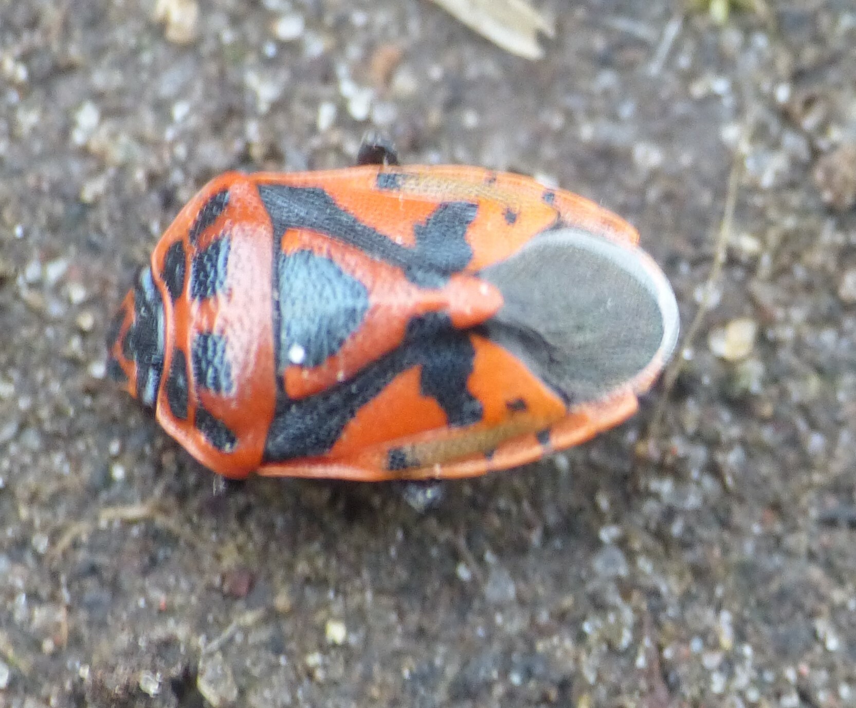 Eurydema ornata (Linnaeus, 1758)